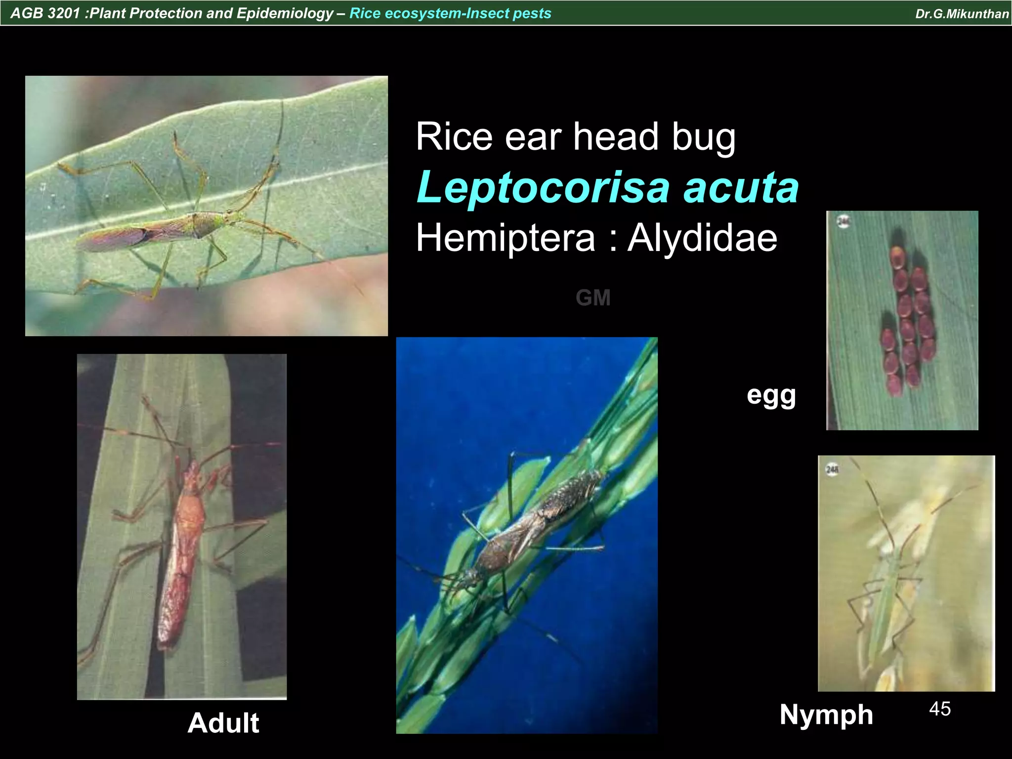 Rice insect pests - GM | PPTX