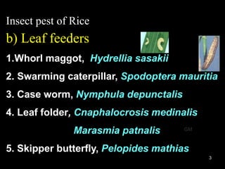 Rice insect pests - GM | PPTX