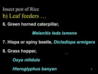 Rice insect pests - GM | PPTX