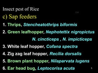 Rice insect pests - GM | PPTX