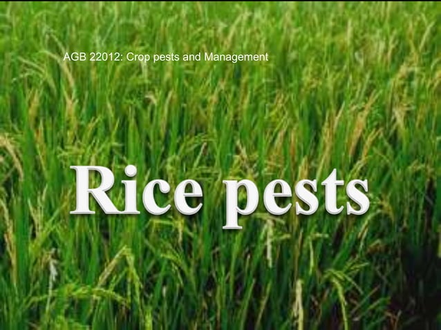 Rice insect pests - GM | PPT