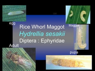 Rice insect pests - GM | PPT