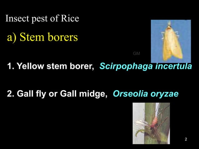 Rice insect pests - GM | PPT