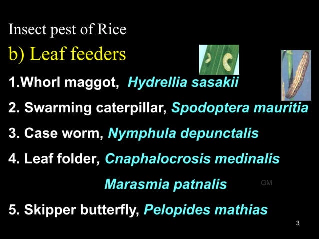 Rice insect pests - GM | PPT