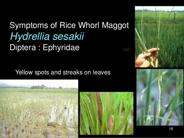Rice insect pests - GM