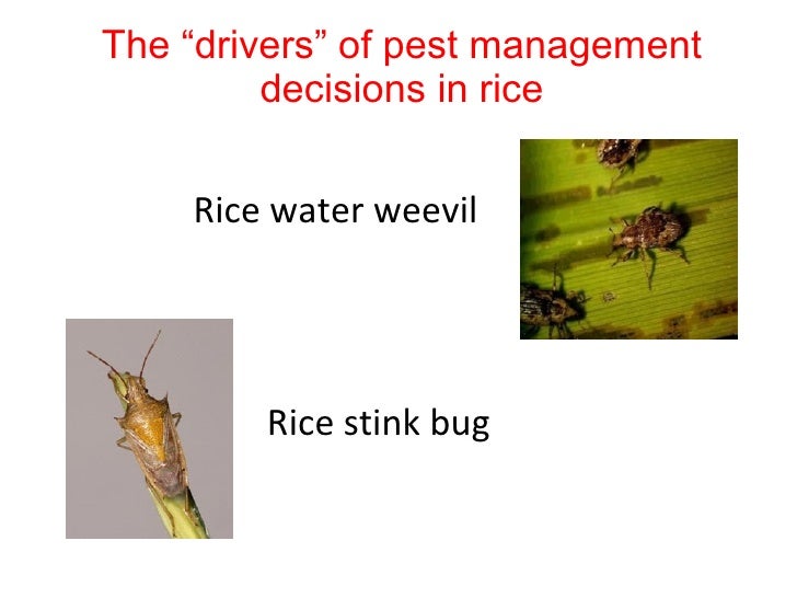 Stout Pest Control | Pest Control