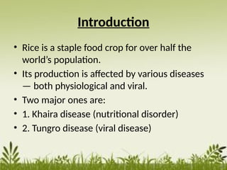 Rice_Khaira_and_Tungro_Presentation.pptx