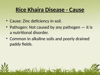 Rice_Khaira_and_Tungro_Presentation.pptx