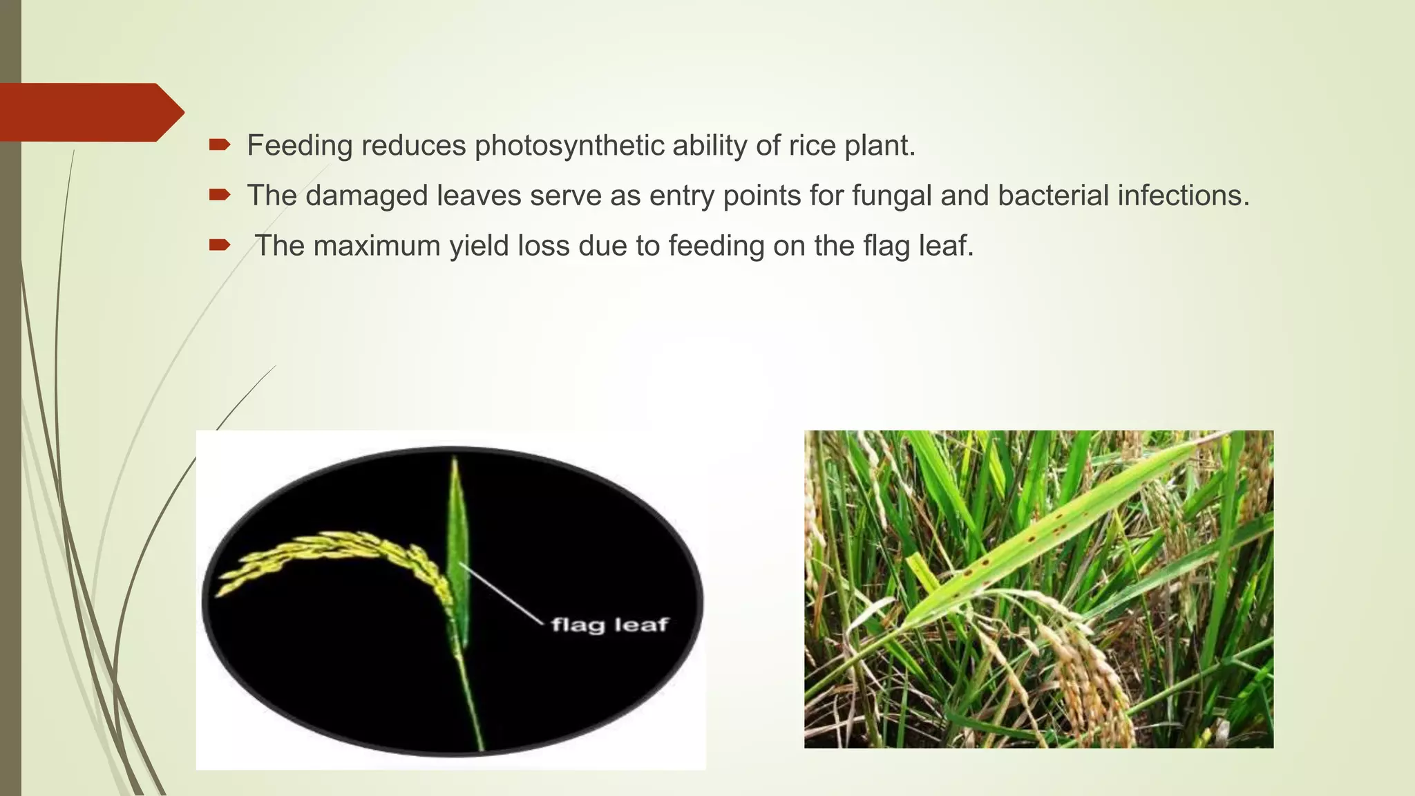 Rice leaf folder | PPTX