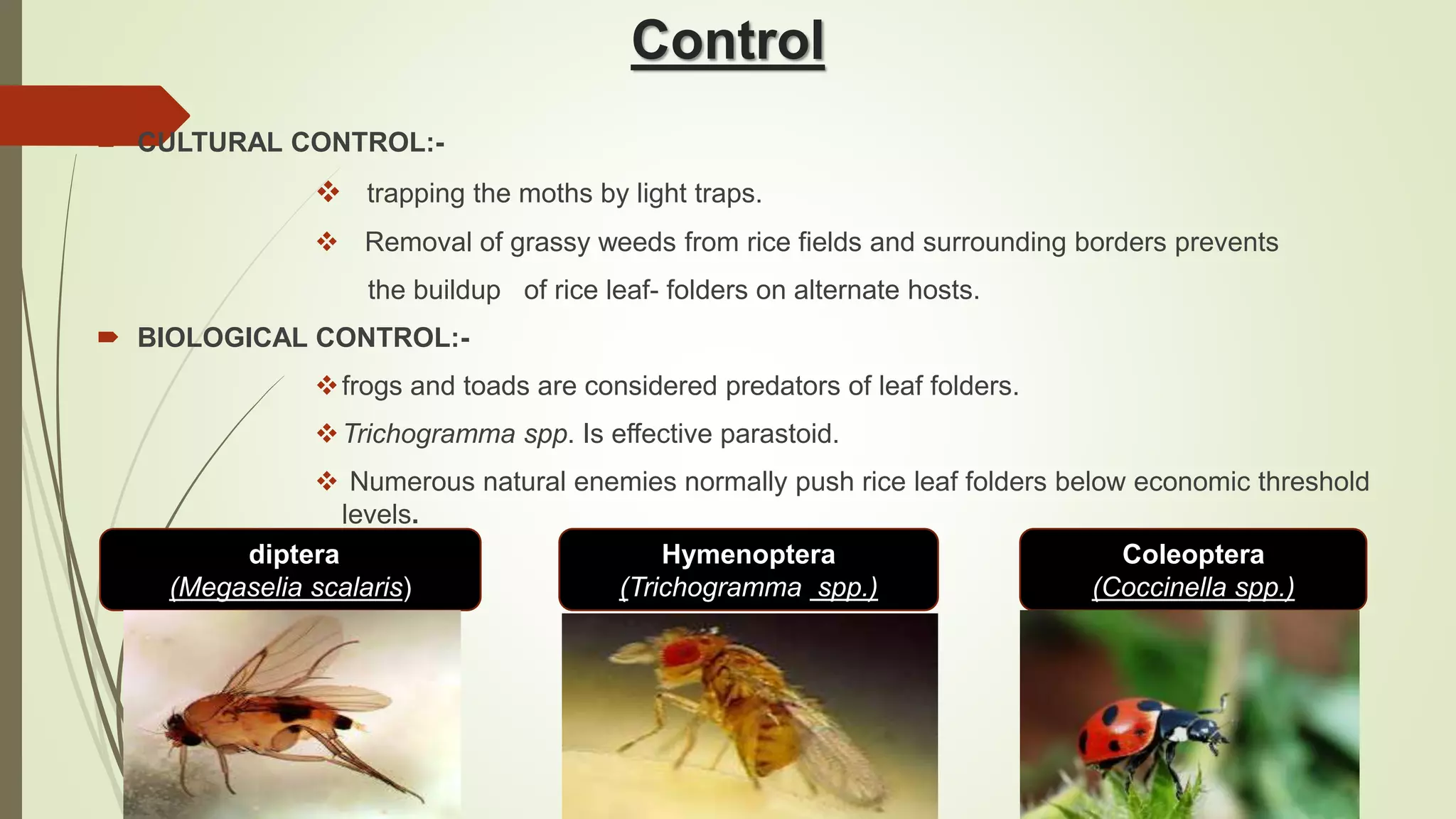 Rice leaf folder | PPTX