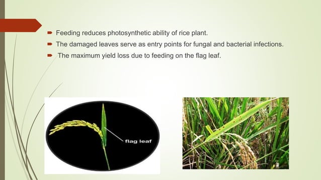 Rice leaf folder | PPTX | Agriculture | Industries