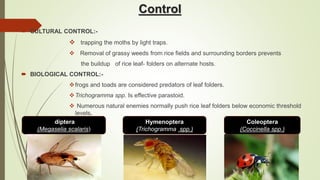 Rice leaf folder | PPTX