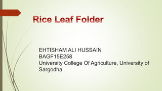 Rice leaf folder | PPTX
