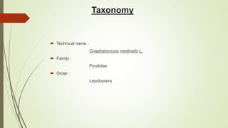 Rice leaf folder | PPTX