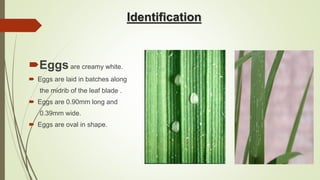 Rice leaf folder | PPTX