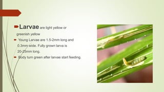 Rice leaf folder | PPTX