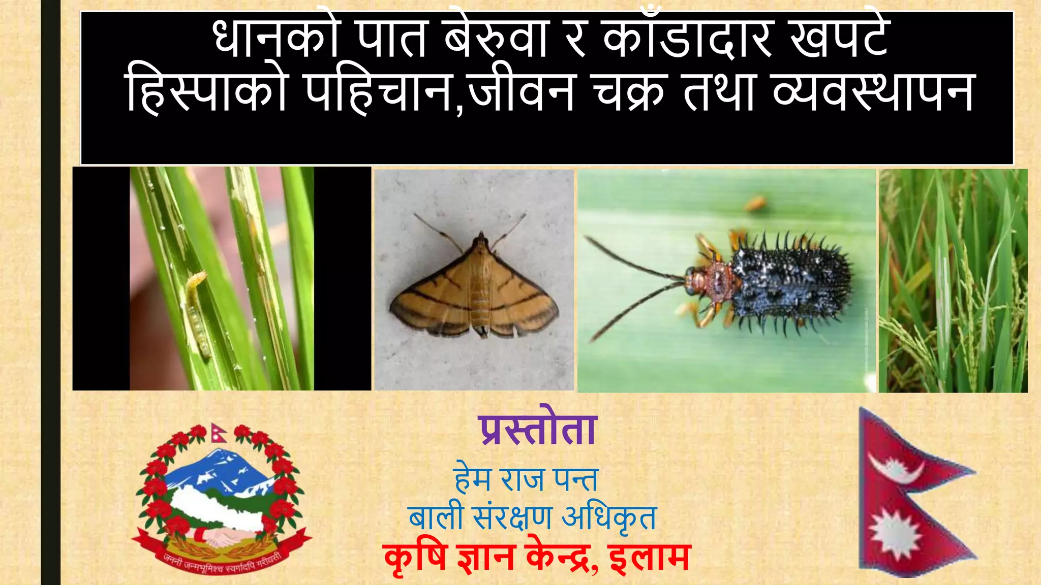 धानको पात बेरुवा र काडेदार खपटे हिस्पाको परिचय, जीवन चक्र र व्यवस्थापन(Rice leaf roller and ...