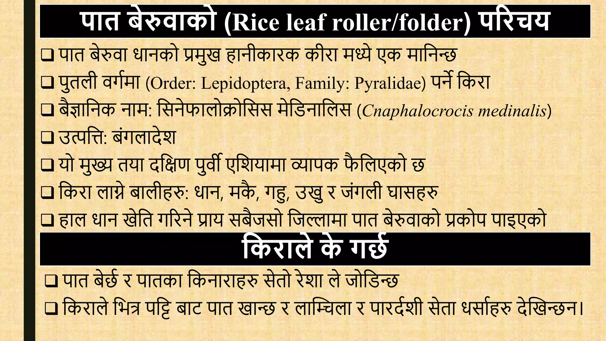 धानको पात बेरुवा र काडेदार खपटे हिस्पाको परिचय, जीवन चक्र र व्यवस्थापन(Rice leaf roller and ...