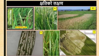 धानको पात बेरुवा र काडेदार खपटे हिस्पाको परिचय, जीवन चक्र र व्यवस्थापन(Rice leaf roller and ...