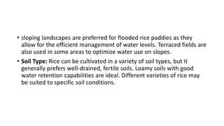 Rice milling.pptx