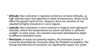 Rice milling.pptx | Agriculture | Industries