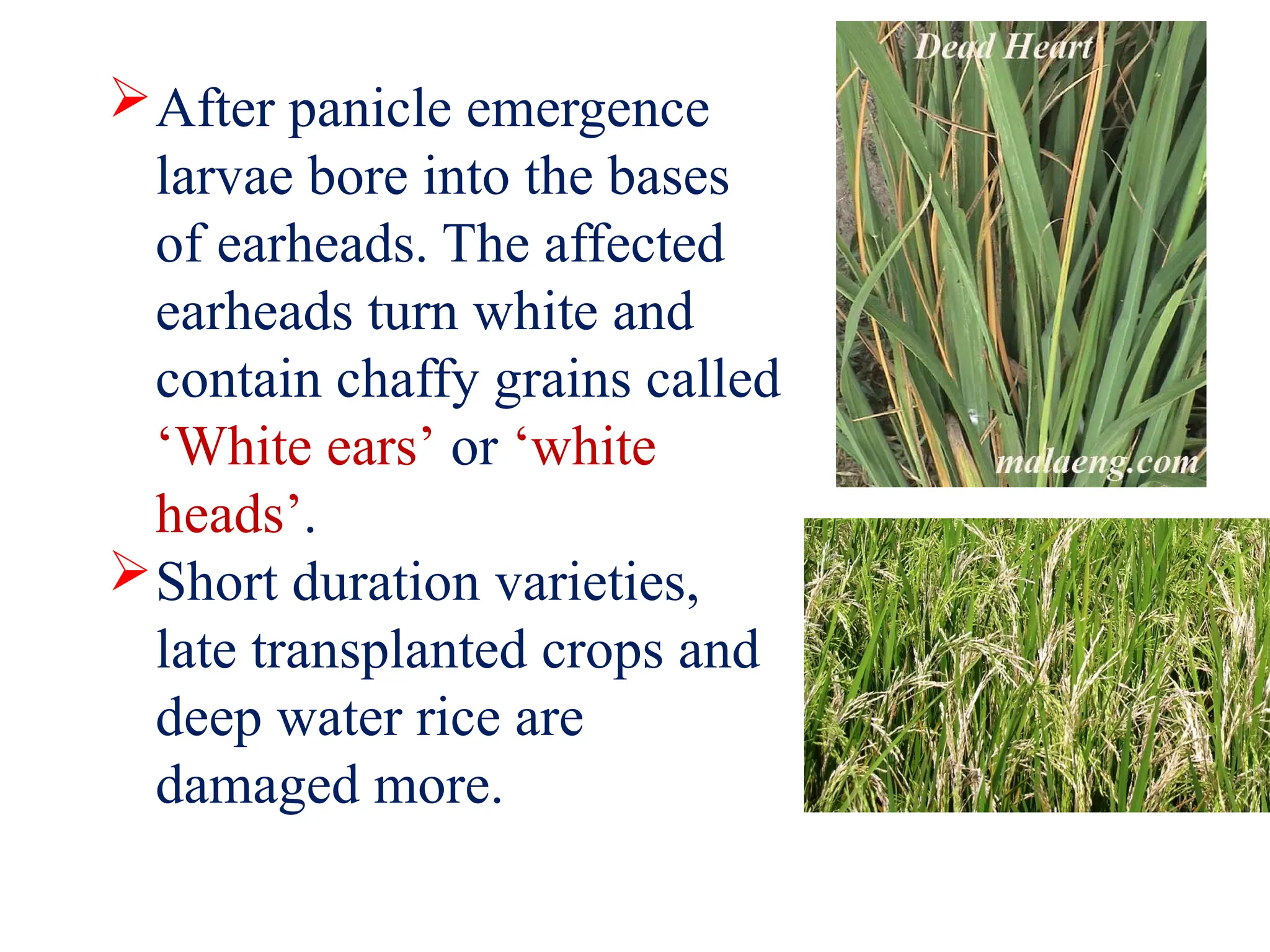 Insect pest of Rice and their management | PPTX