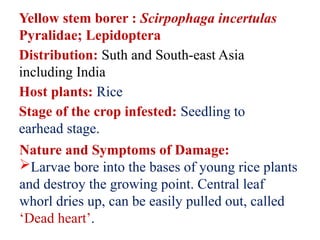 Insect pest of Rice and their management | PPTX