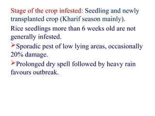 Insect pest of Rice and their management | PPTX