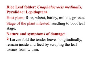 Insect pest of Rice and their management | PPTX