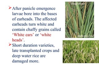 Insect pest of Rice and their management | PPTX