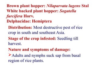 Insect pest of Rice and their management | PPTX