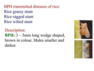 Insect pest of Rice and their management | PPTX