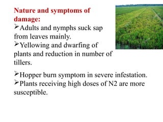 Insect pest of Rice and their management | PPTX