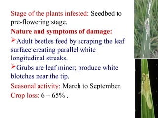 Insect pest of Rice and their management | PPTX