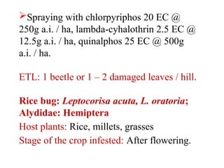 Insect pest of Rice and their management | PPTX