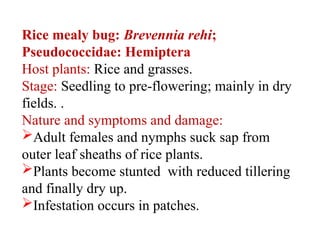 Insect pest of Rice and their management | PPTX