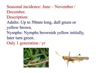 Insect pest of Rice and their management | PPTX