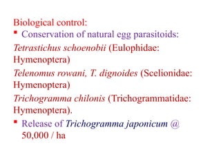 Insect pest of Rice and their management | PPTX