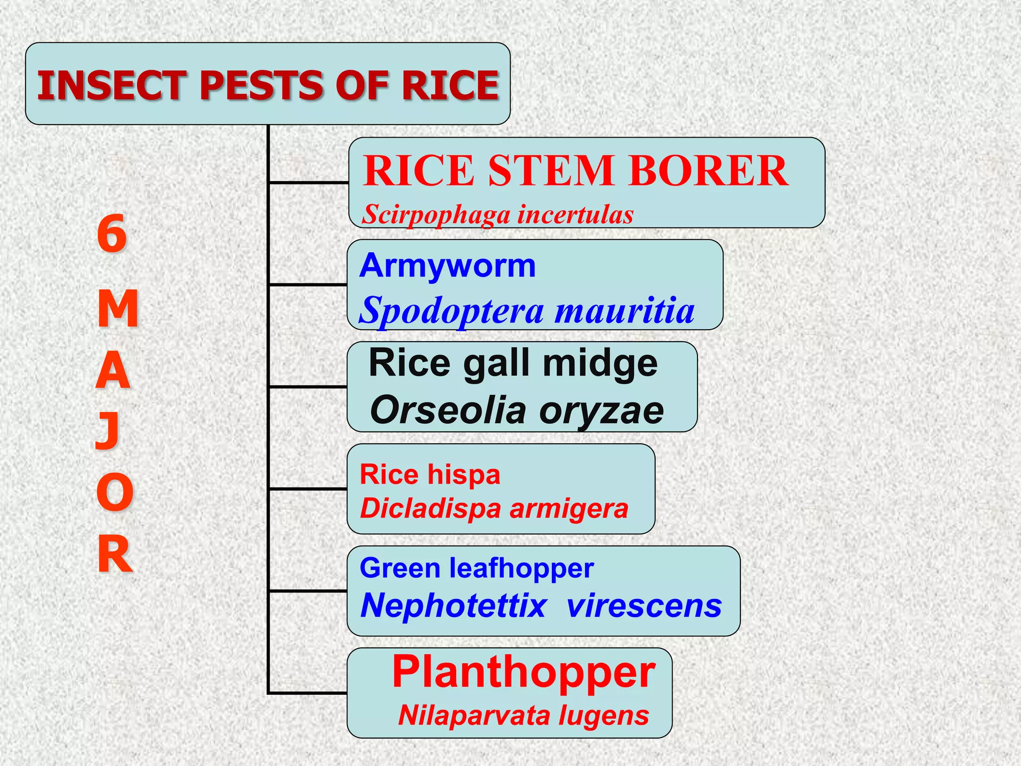 RICE PESTS AND DISEASES RK DE 2022.ppt