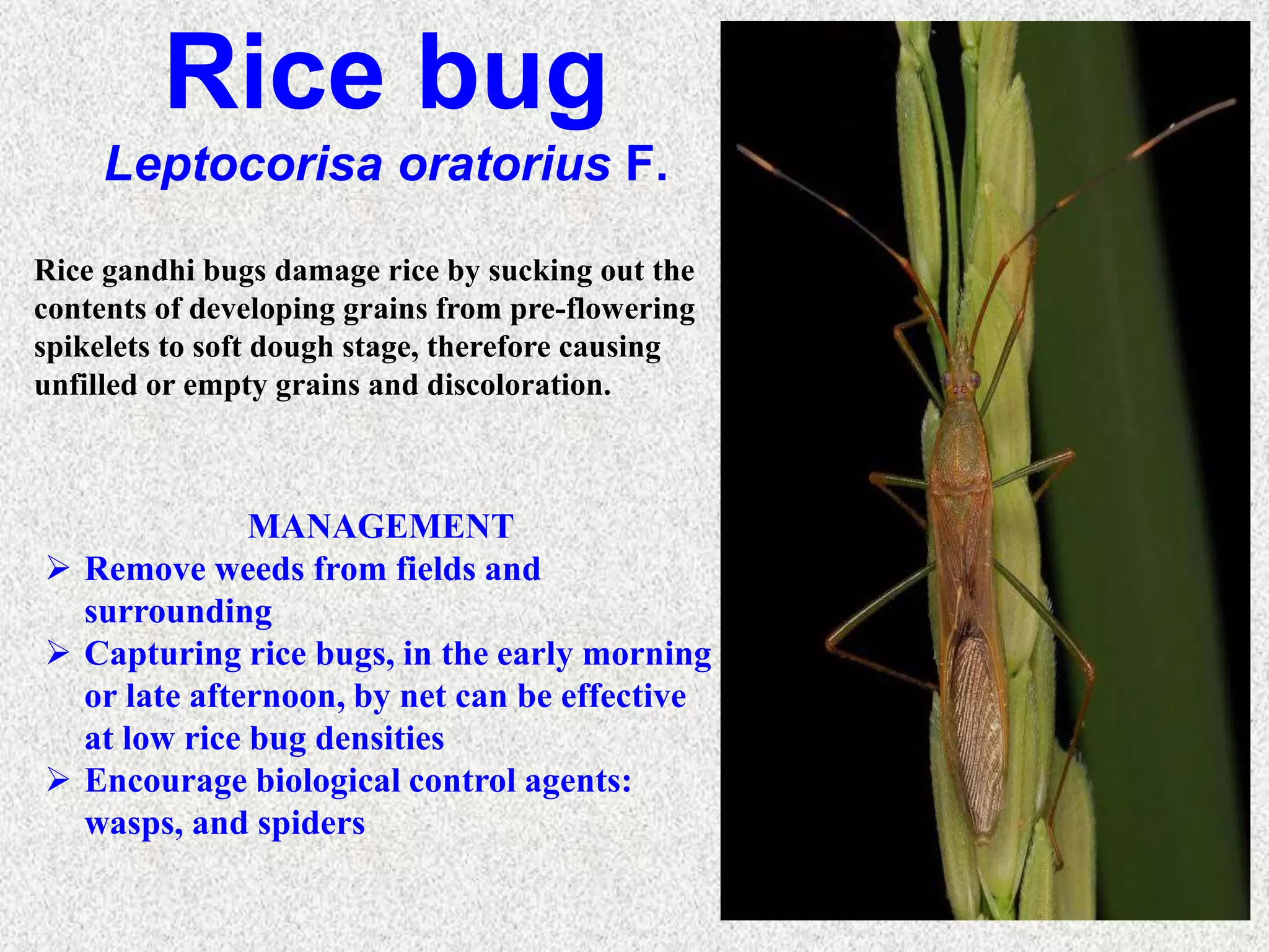 RICE PESTS AND DISEASES RK DE 2022.ppt