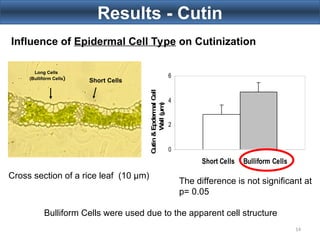 Influence of Silicon on Rice Plant Cell Wall | PPT