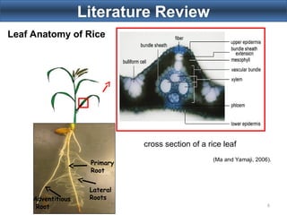 Influence of Silicon on Rice Plant Cell Wall | PPT