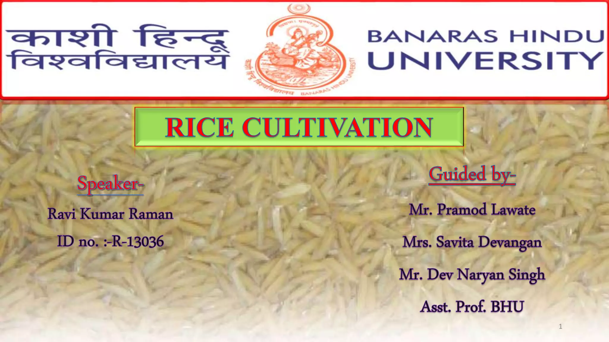 Rice Cultivation | PPTX
