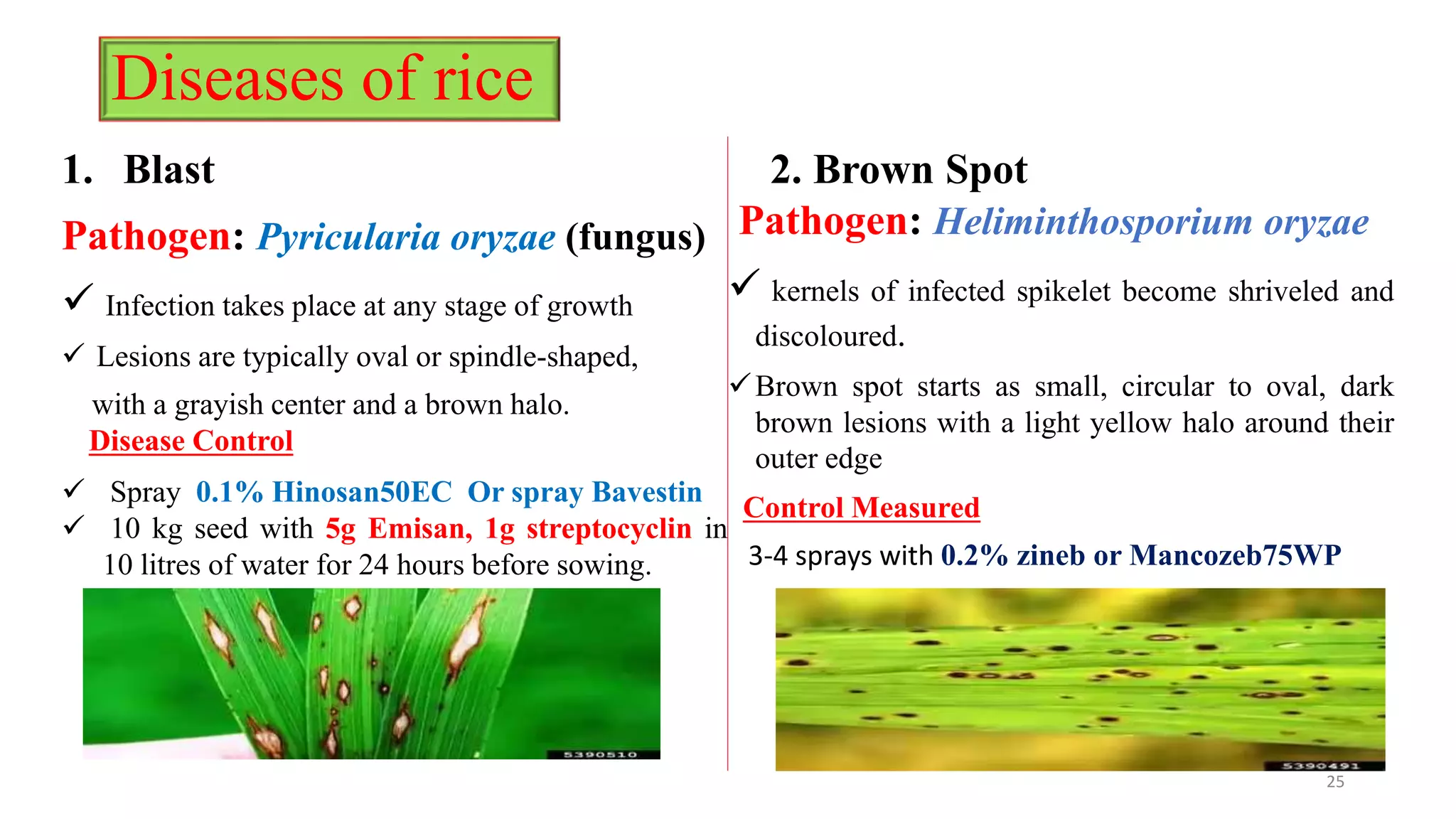Rice Cultivation | PPTX