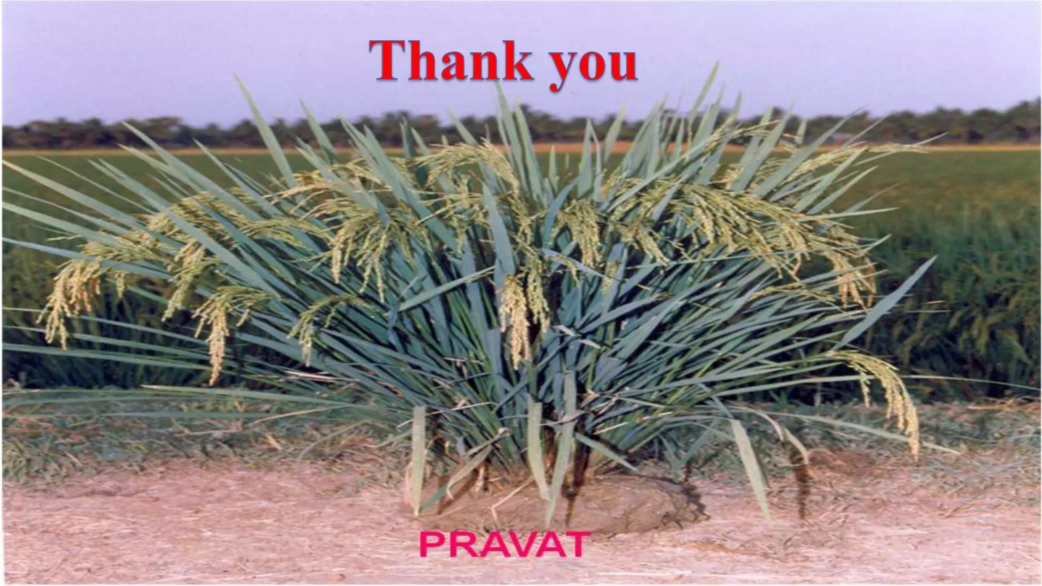 Rice Cultivation | PPTX