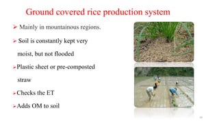 Rice Cultivation | PPTX