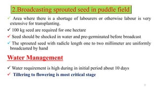 Rice Cultivation | PPTX