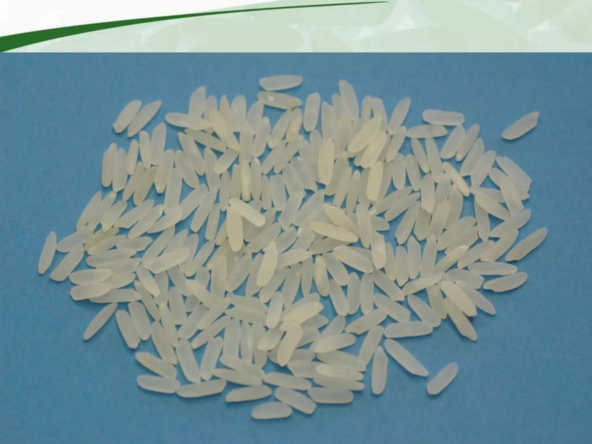 Rice production and research in Suriname | PDF