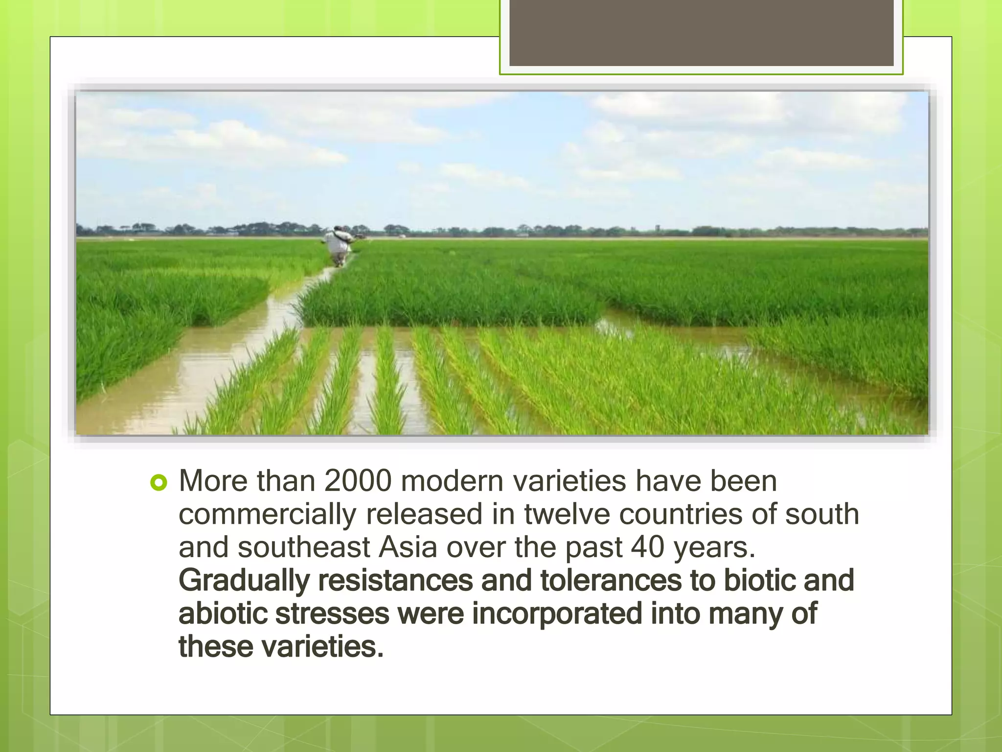 Rice production in agriculture biotechnology | PPTX