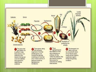 Rice production in agriculture biotechnology | PPTX